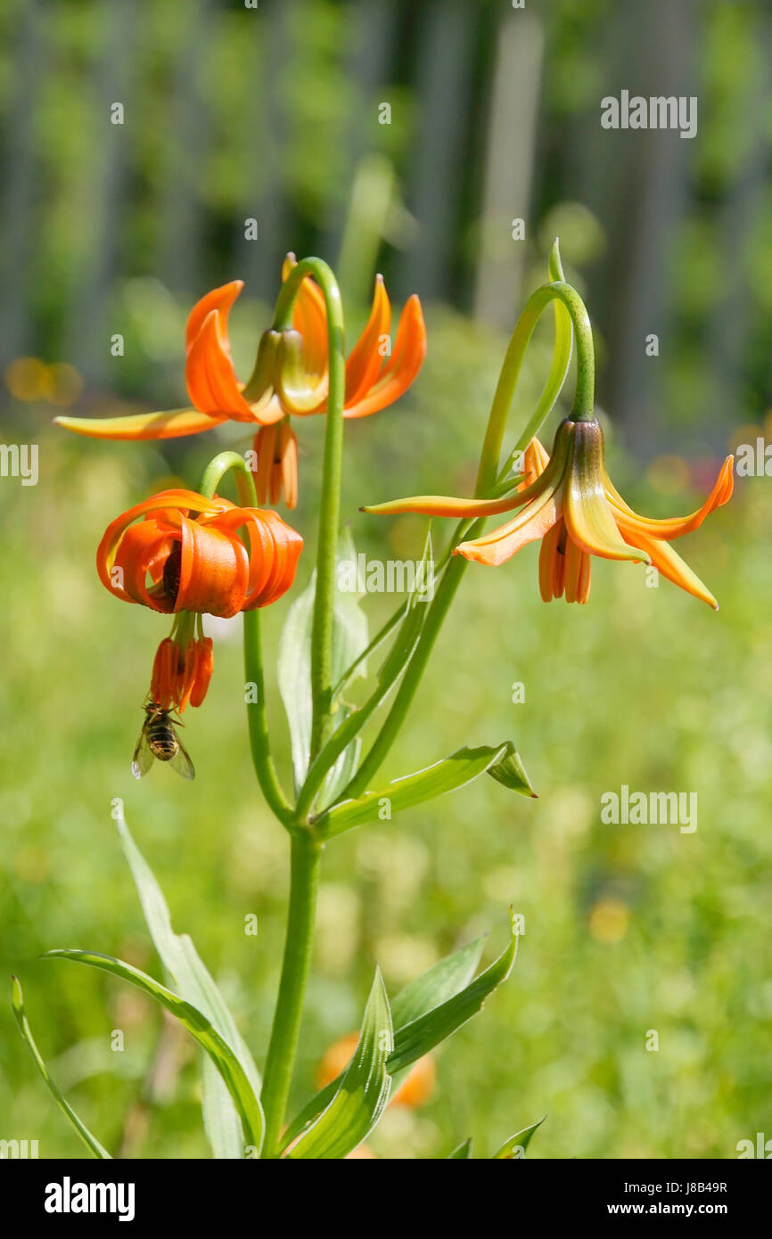 bloom, blossom, flourish, flourishing, cold, alps, alp, rock, fluff ...