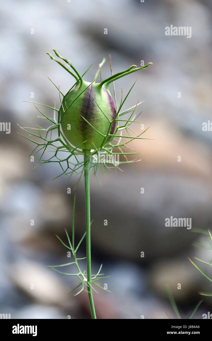 bloom, blossom, flourish, flourishing, cold, alps, alp, rock, fluff ...