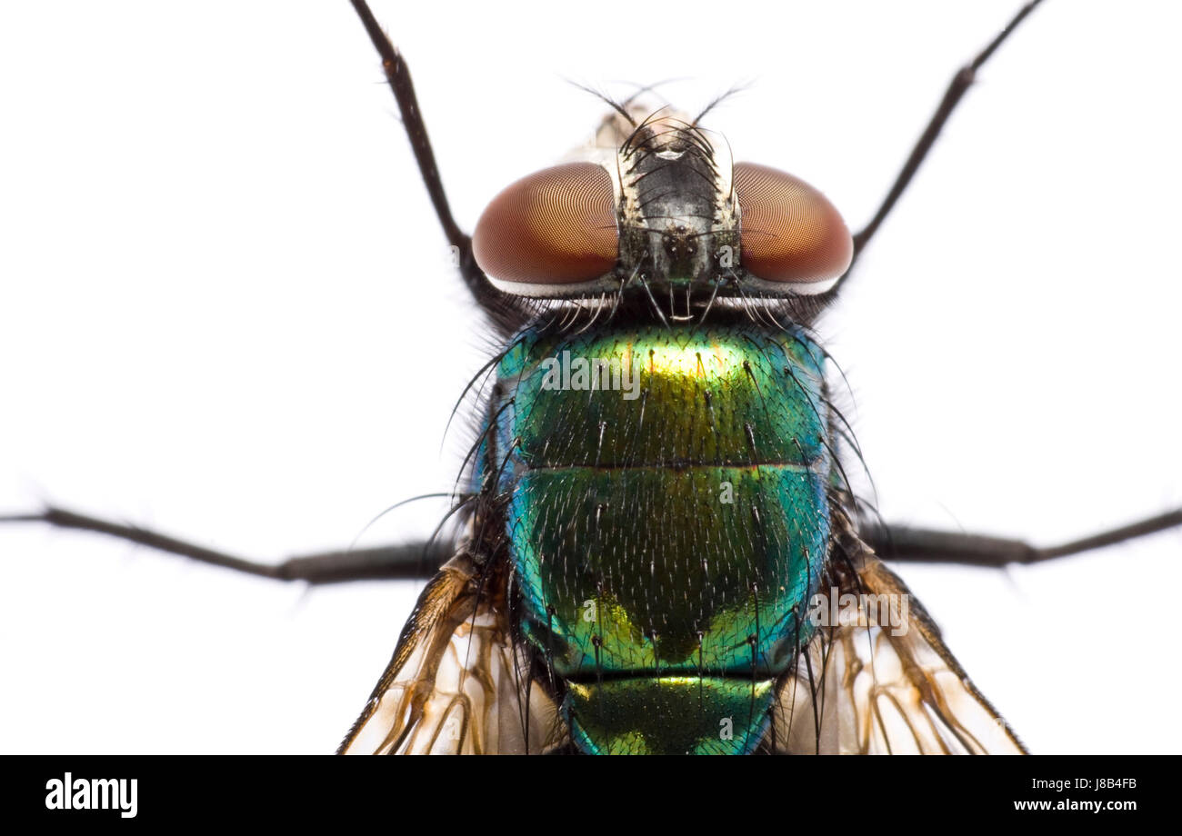 iridescent: house fly in close up Stock Photo - Alamy