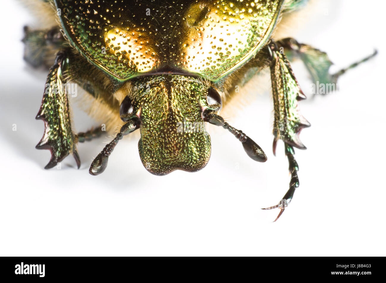 head of iridescent bug Stock Photo - Alamy