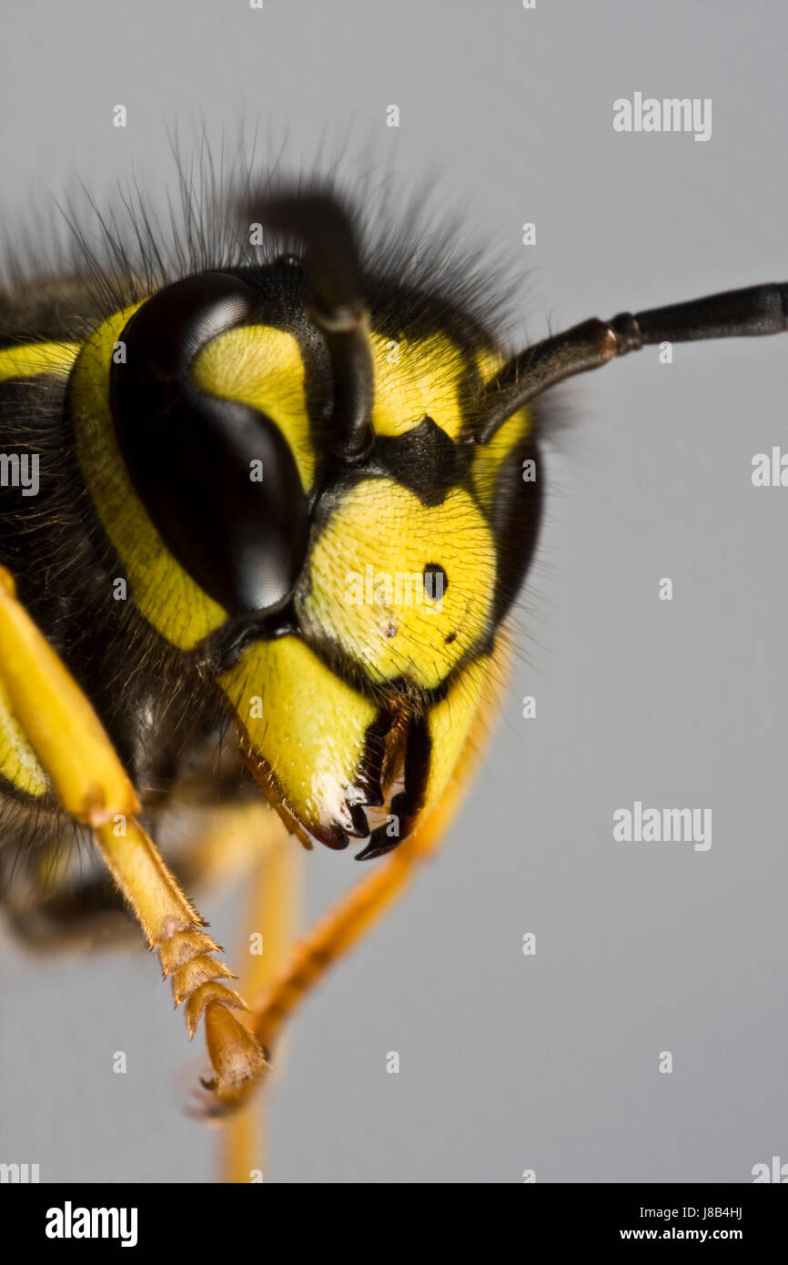 head of wasp in gray background Stock Photo - Alamy