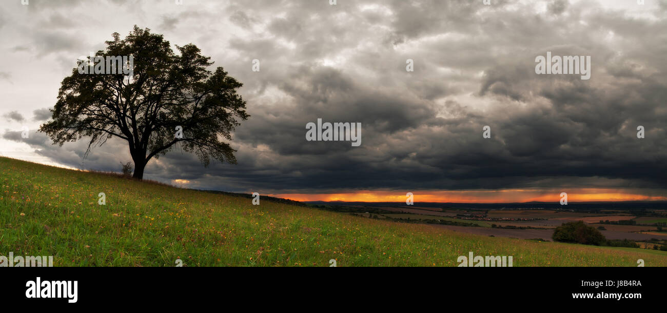 tree, sunset, cloudy, sight, view, outlook, perspective, vista ...