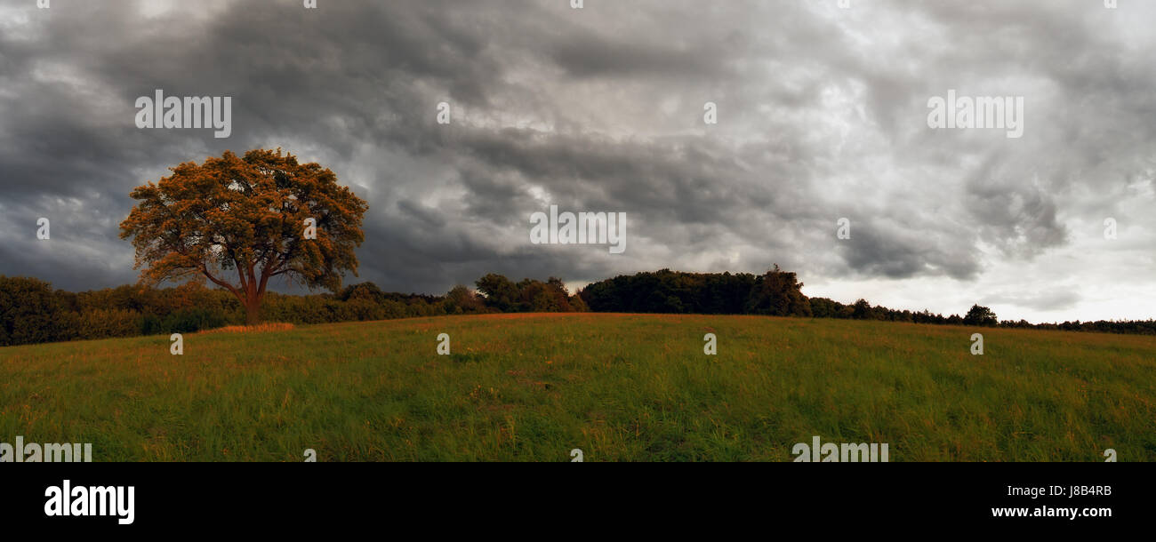 tree, hill, landscape, scenery, countryside, nature, meadow, grass ...
