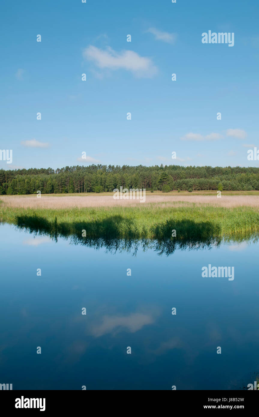 field, idyll, bank of a river, river-bank, reed, bank, scenery ...