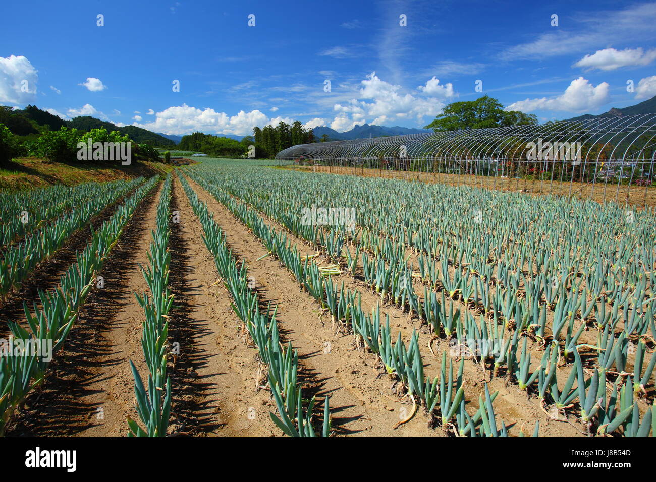 Allium fistulosum cultivation hi-res stock photography and images - Alamy