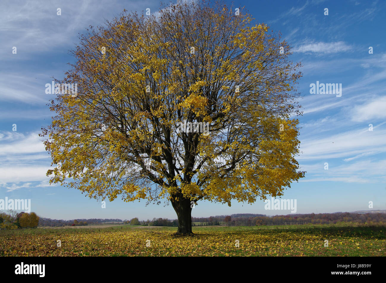 leaf, tree, branches, landscape, scenery, countryside, nature, fall ...