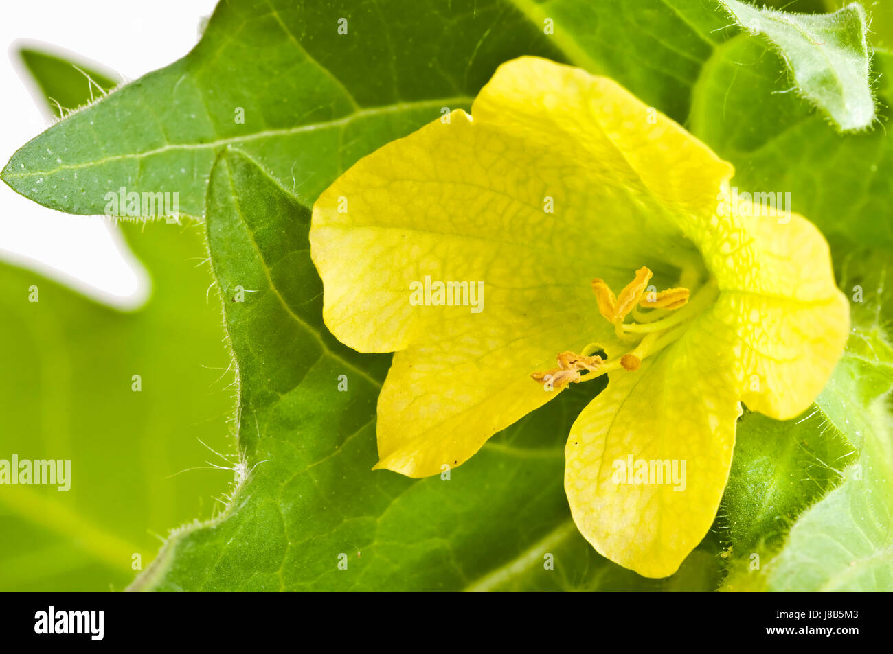 Poison henbane hi-res stock photography and images - Alamy