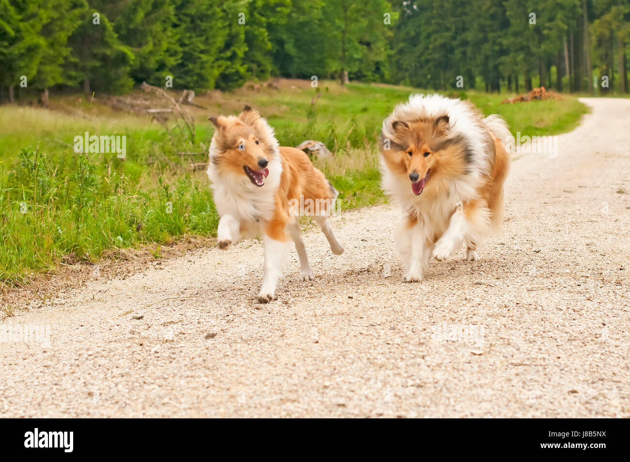 american, dog, cub, baby, action, british, cute, young, younger ...