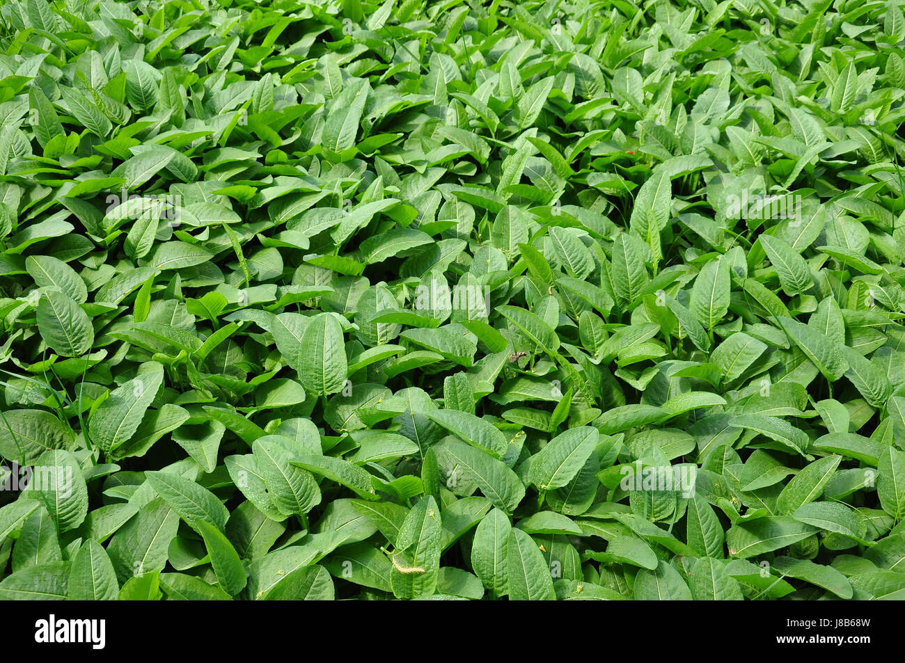 Polygonum bistorta leaves hi-res stock photography and images - Alamy