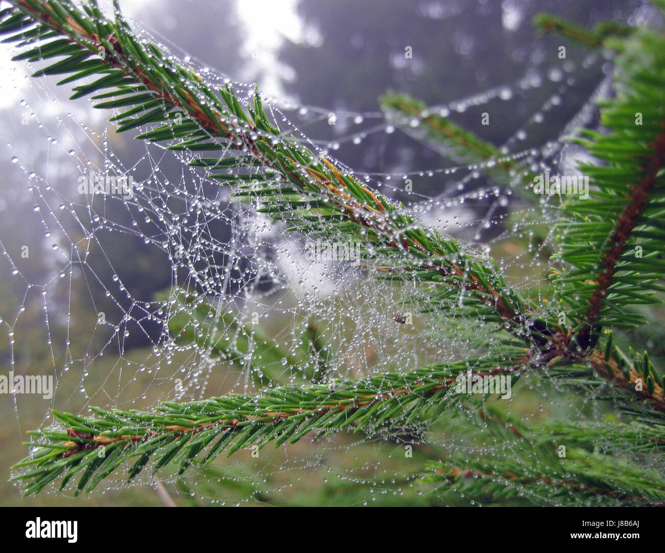 insect, fog, spin, dew, net, cobweb, spiders web, drop, drip, drops ...