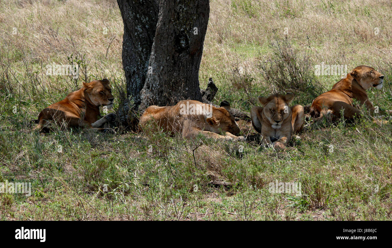 africa, lion, cat, big cat, feline predator, predator, young animal ...