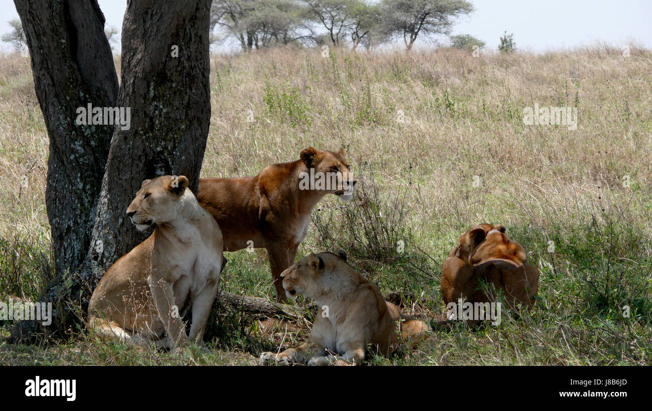 africa, lion, cat, big cat, feline predator, predator, young animal ...
