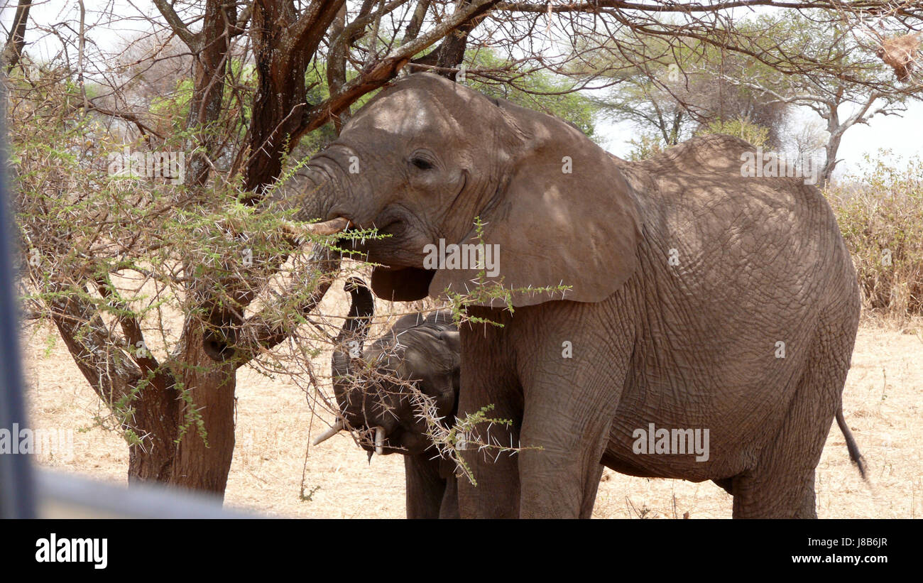 africa, elephant, young animal, proboscis, calf, wild animal, holiday ...