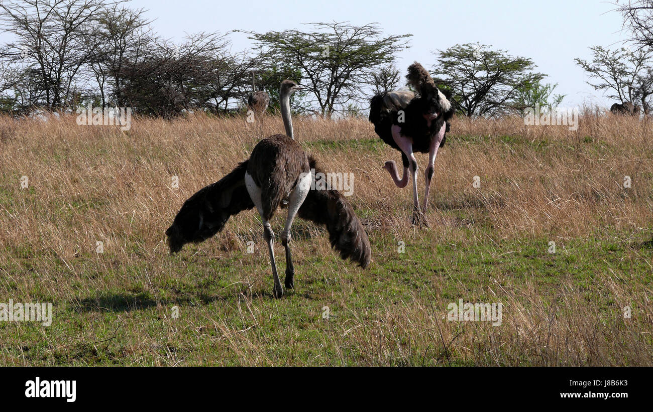 Dancing Ostriches High Resolution Stock Photography and Images - Alamy