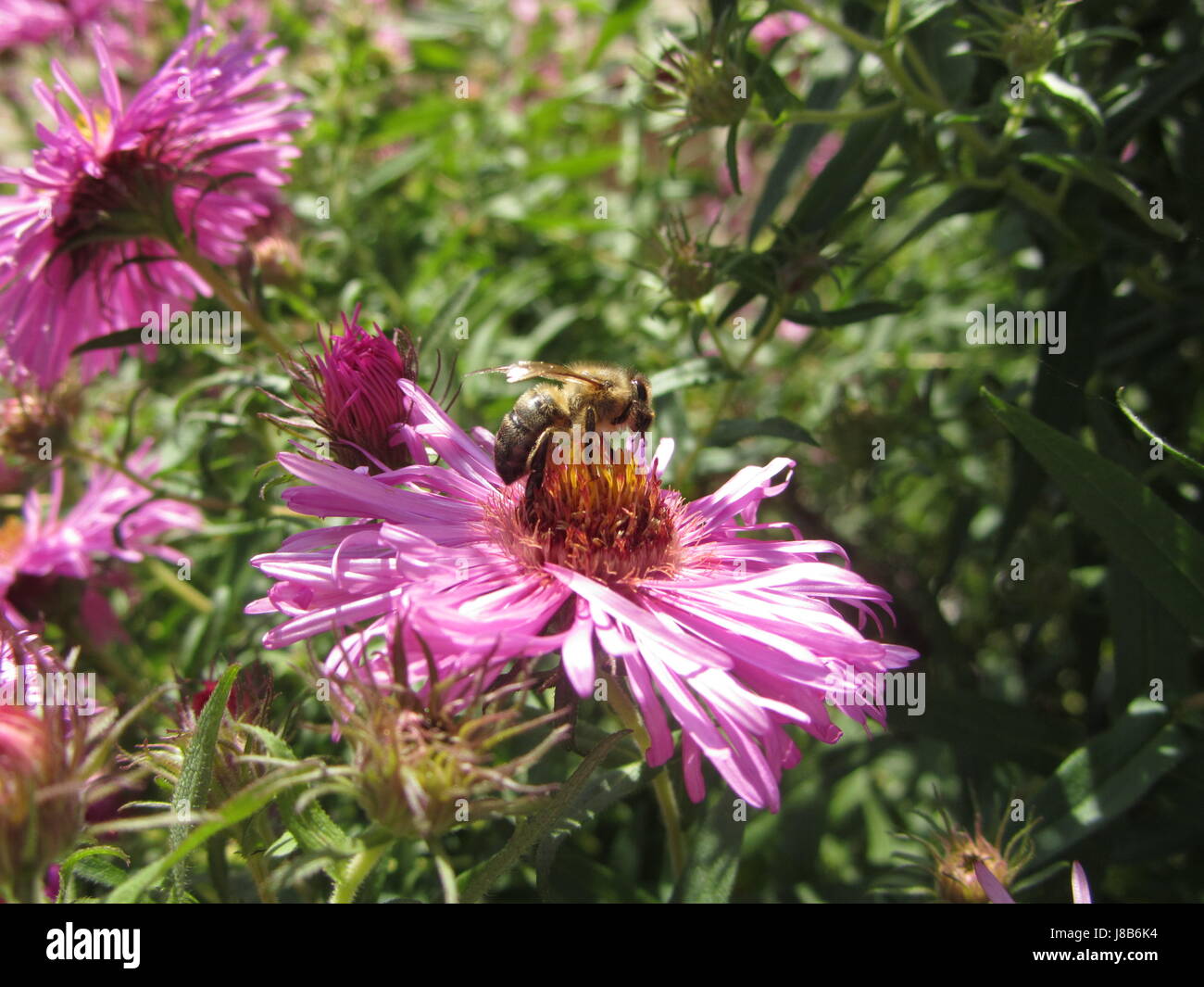 insect, bloom, blossom, flourish, flourishing, aster, shrub, plant, bee ...