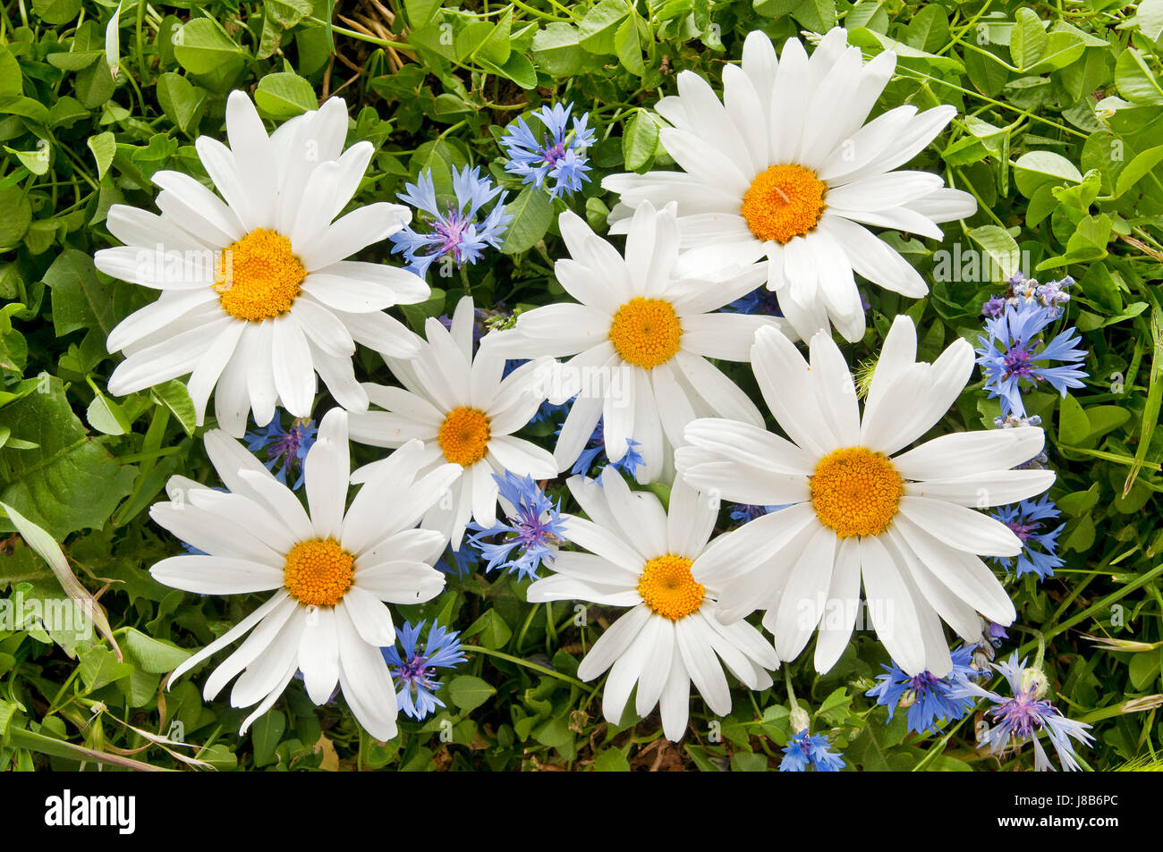 space, flower, plant, spring, copy, imitation, clich, template ...