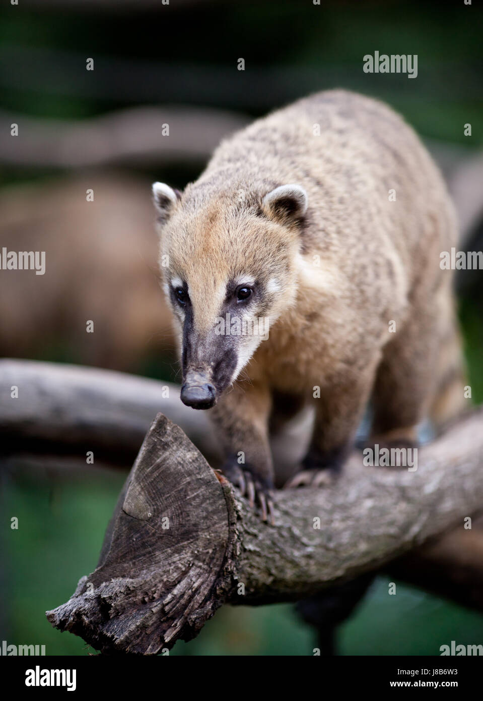 animal, mammal, fauna, wildlife, maddening, pert, coquettish, cute ...
