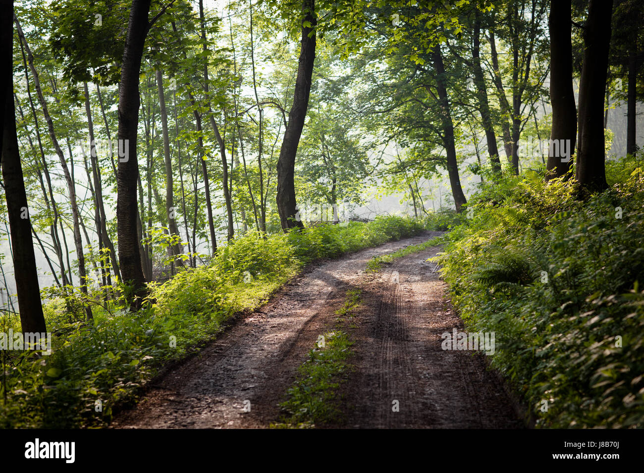 sunshine, lovely, road, path, way, street, scenery, countryside, nature ...