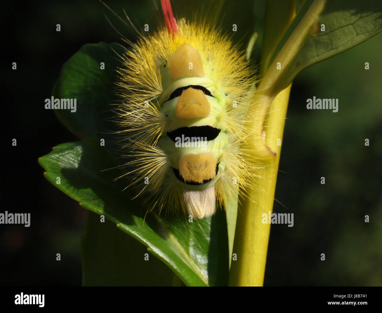 insect, caterpillar, larva, insect, beetle, caterpillar, larva ...