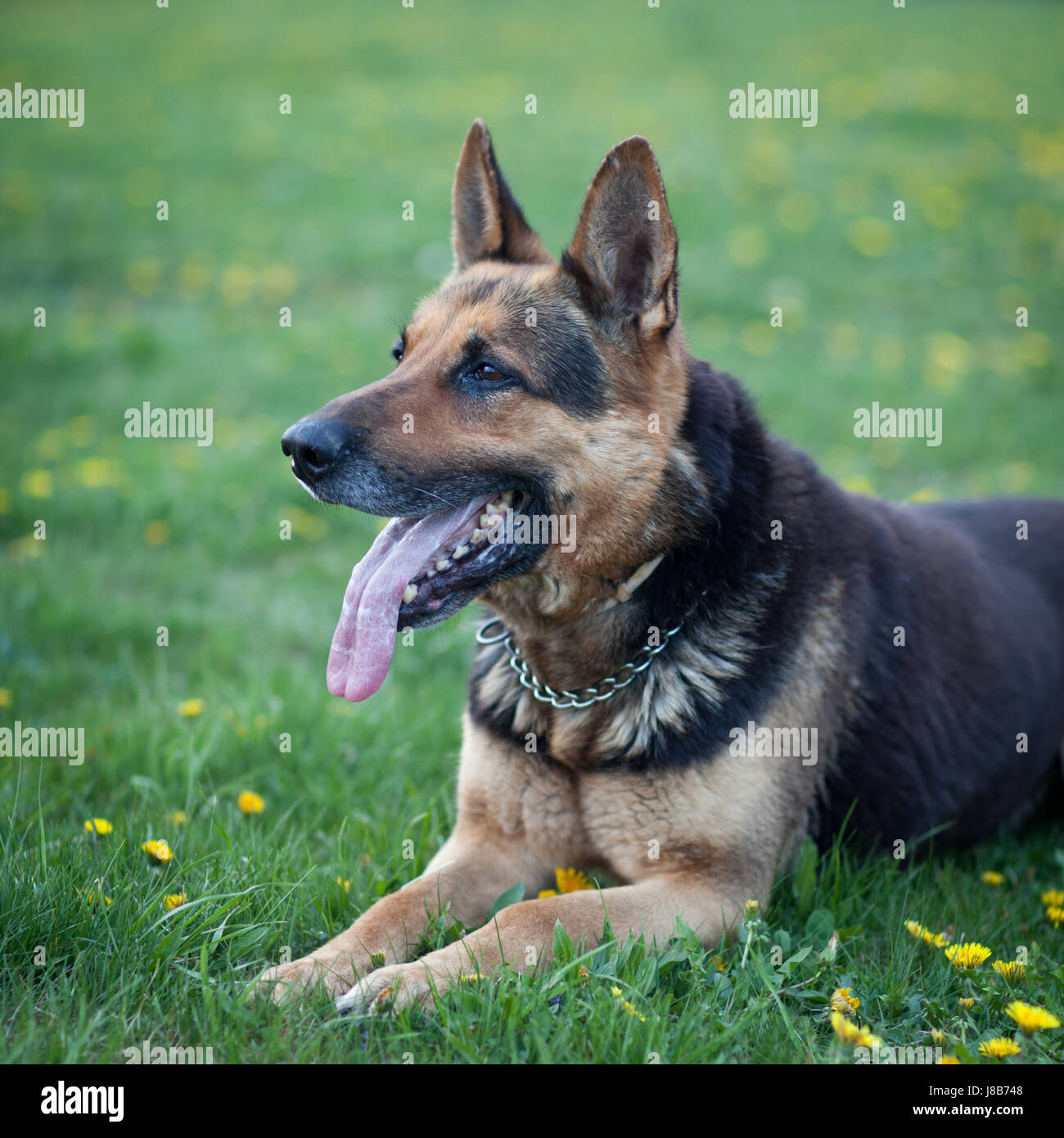 Obeying master hi-res stock photography and images - Alamy