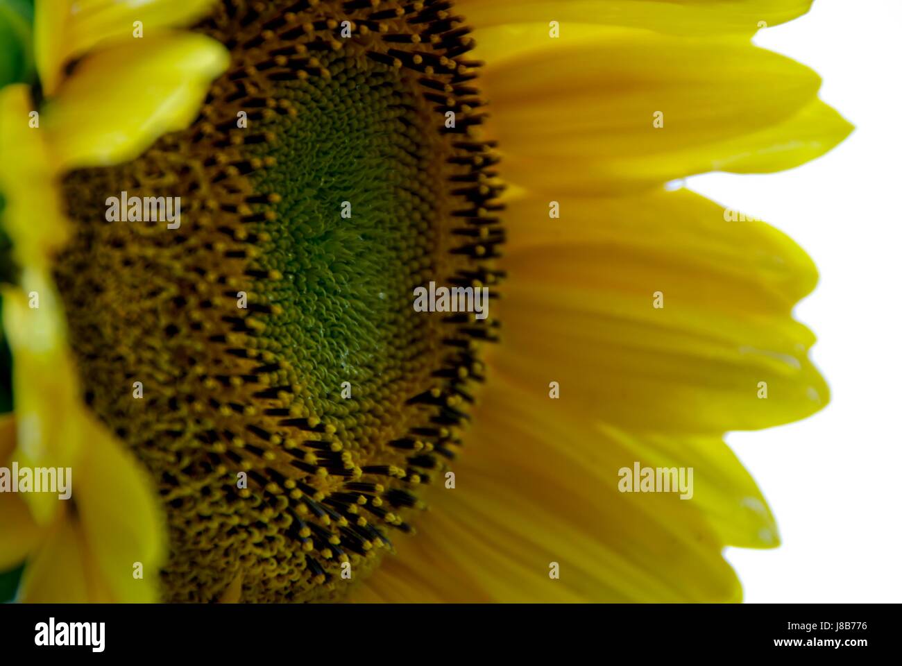 summer, summerly, flower, sunflower, plant, shine, shines, bright, lucent Stock Photo - Alamy
