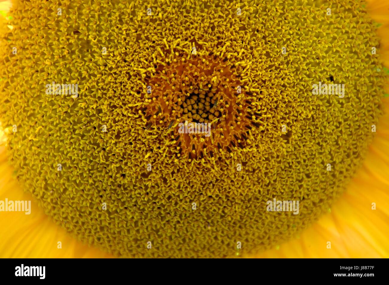 summer, summerly, flower, sunflower, plant, shine, shines, bright, lucent Stock Photo - Alamy