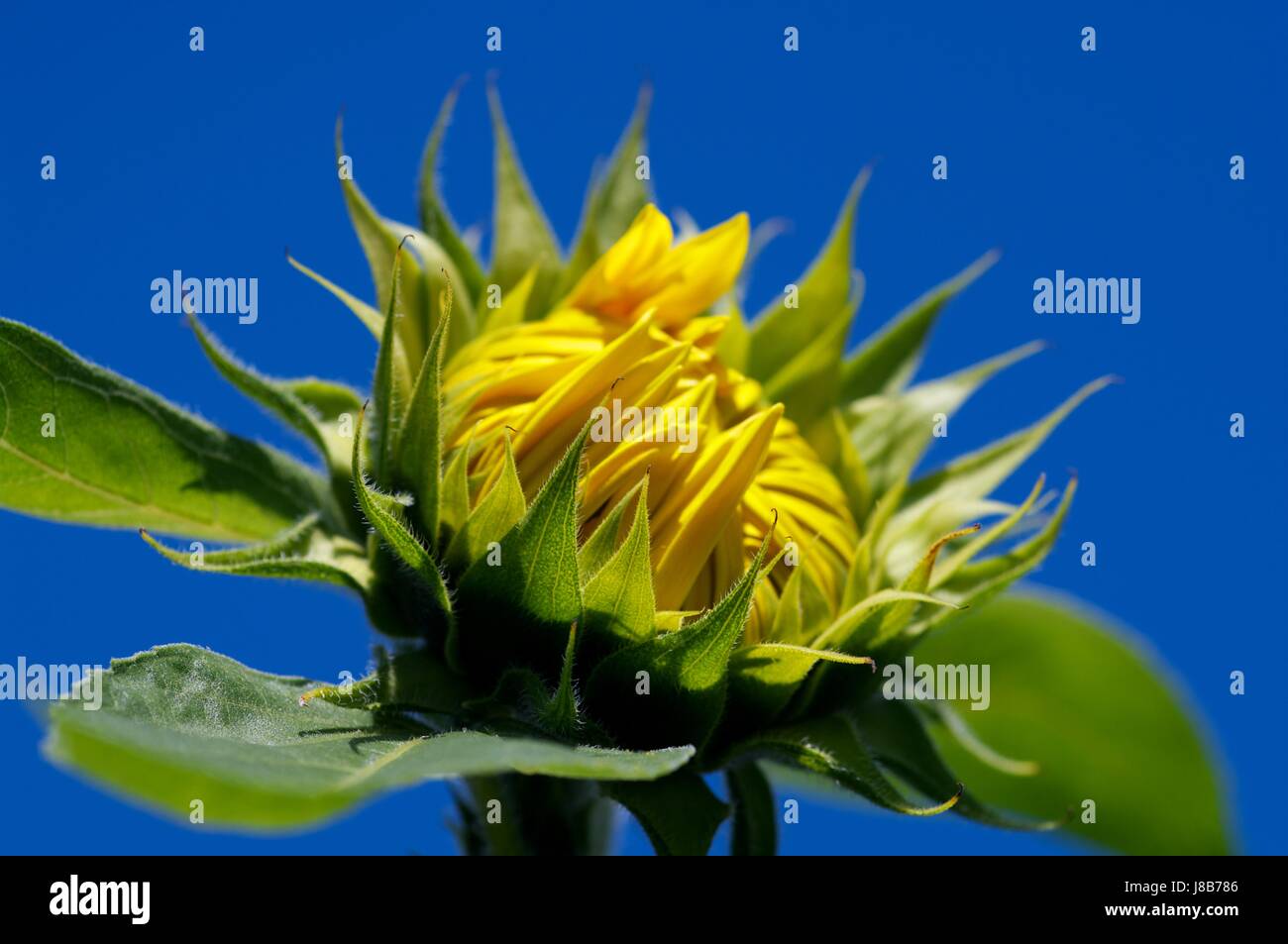 summer, summerly, flower, sunflower, plant, shine, shines, bright, lucent Stock Photo - Alamy