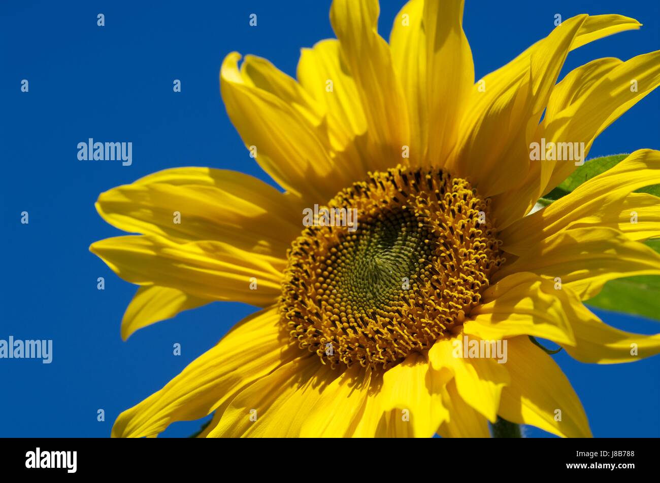summer, summerly, flower, sunflower, plant, shine, shines, bright, lucent Stock Photo - Alamy