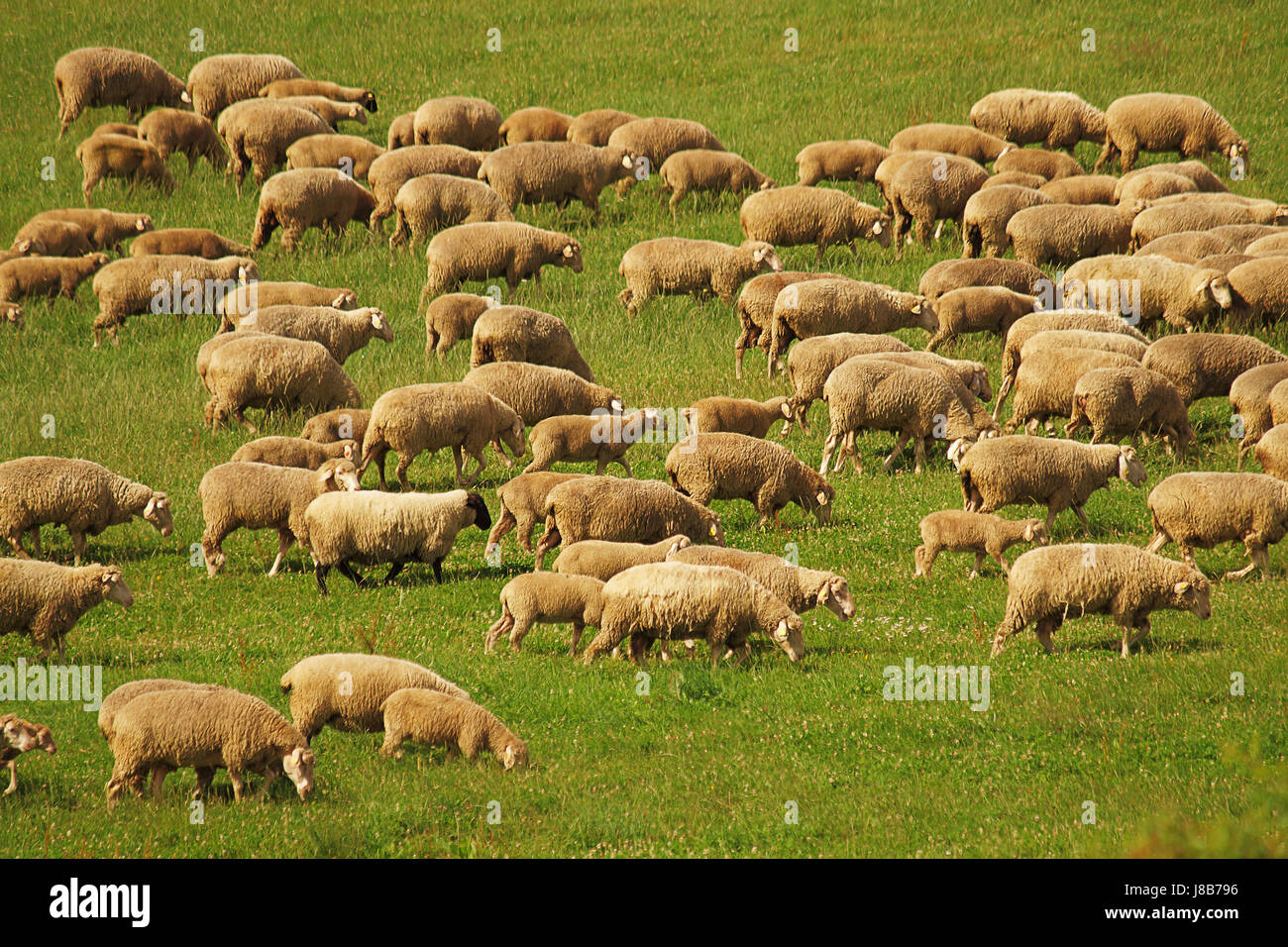 animal, agriculture, farming, sheep, farm, animal, agriculture, farming ...