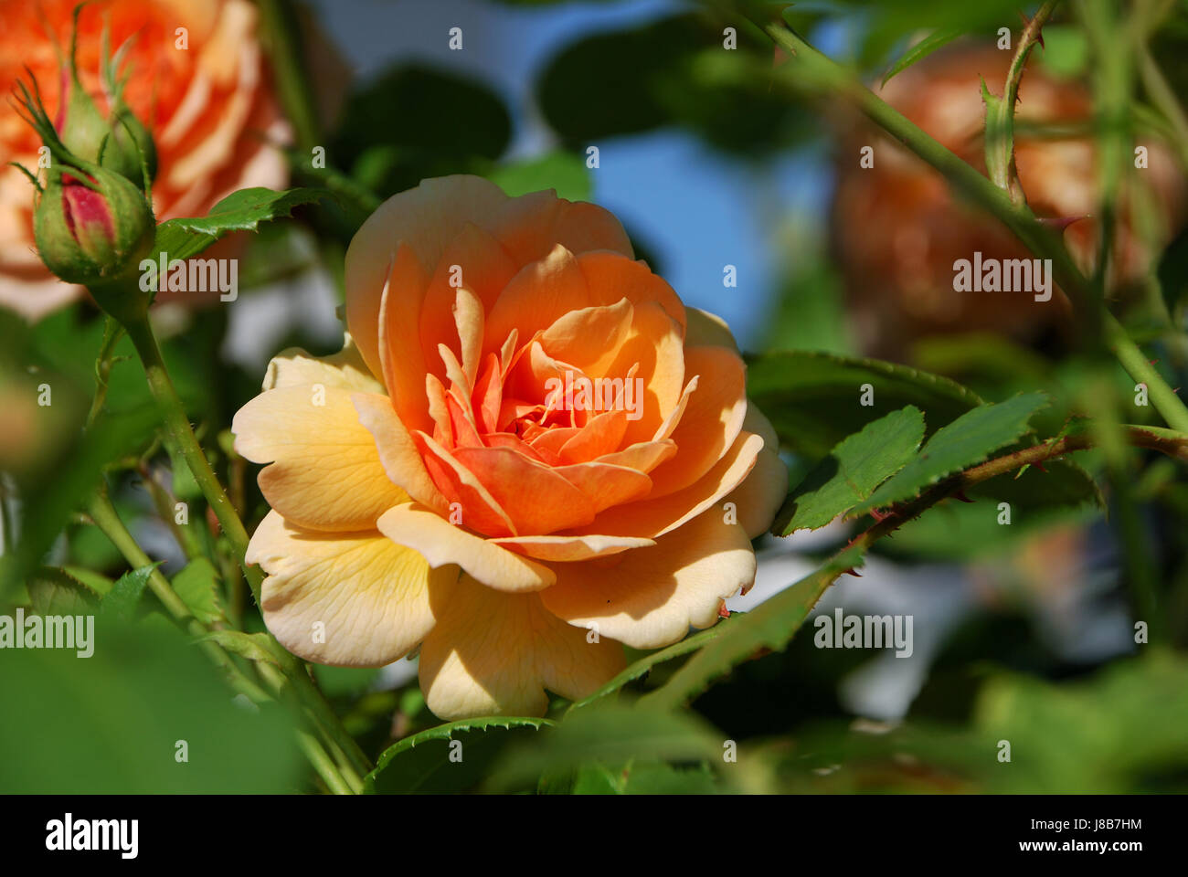 english rose grace Stock Photo - Alamy