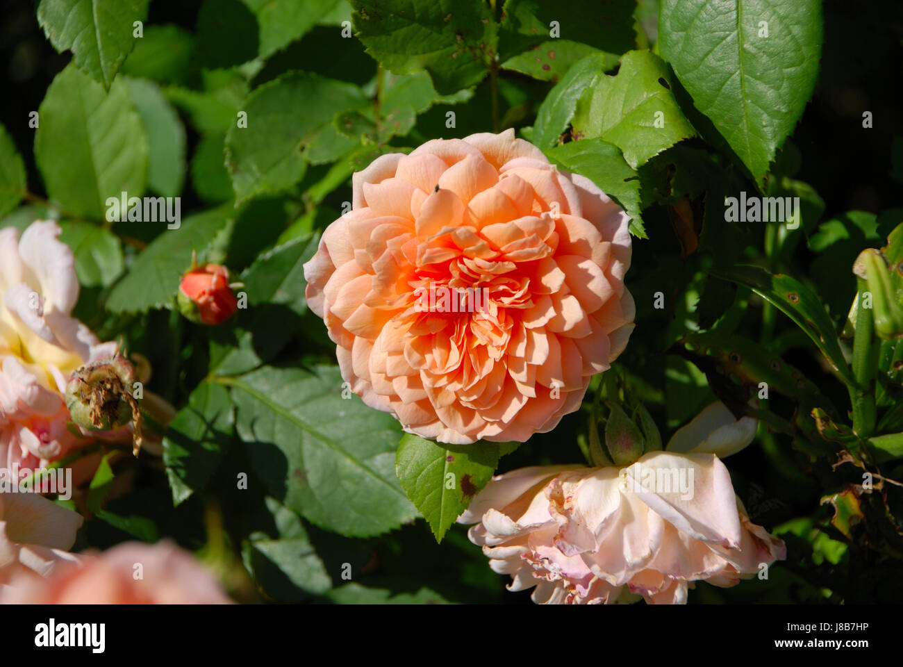 garden, plant, flower, rose, bloom, blossom, flourish, flourishing ...