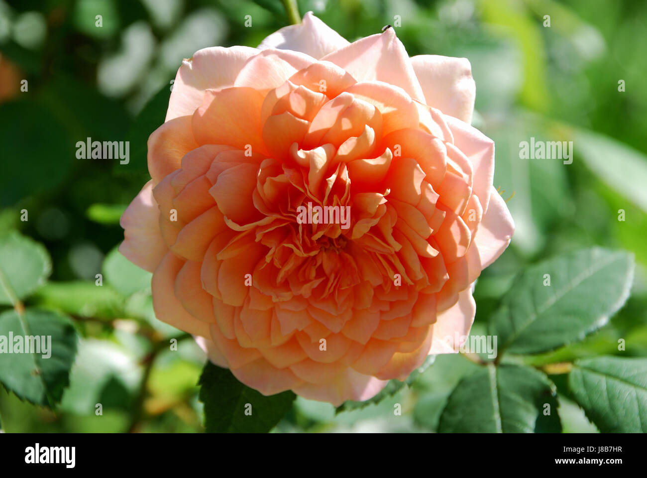 garden, plant, flower, rose, bloom, blossom, flourish, flourishing ...