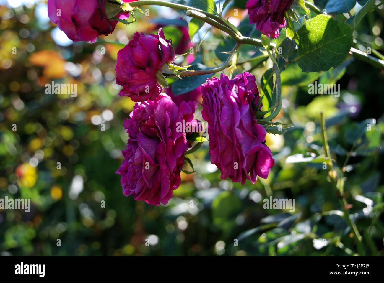 purple english roses Stock Photo - Alamy