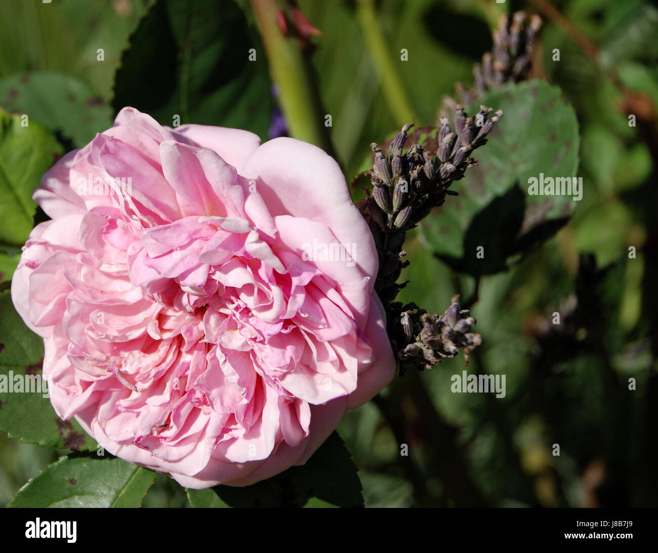 garden, plant, flower, rose, bloom, blossom, flourish, flourishing ...