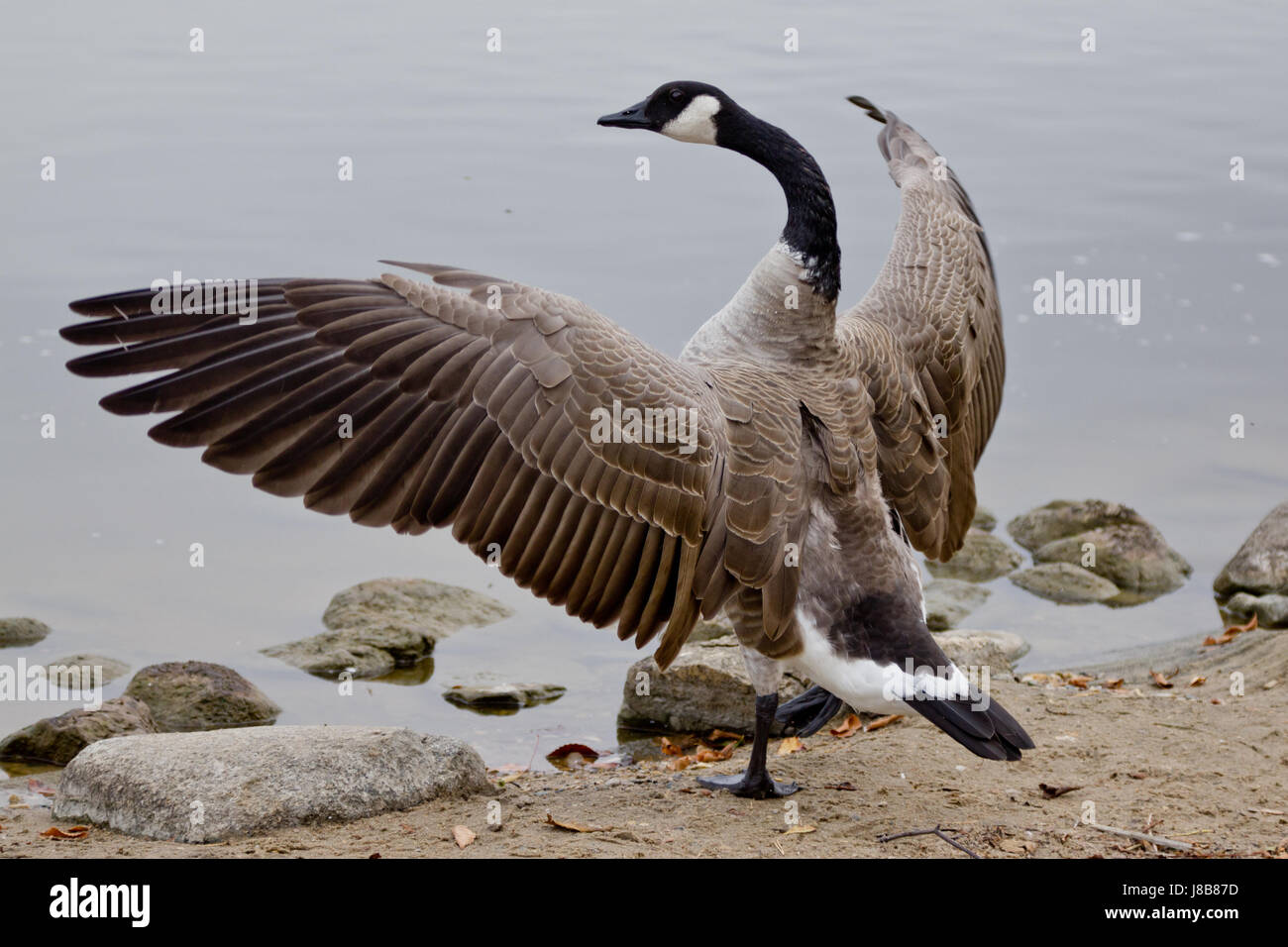 flight, bird, animals, wildlife, wings, nature, flight, bird, spread ...