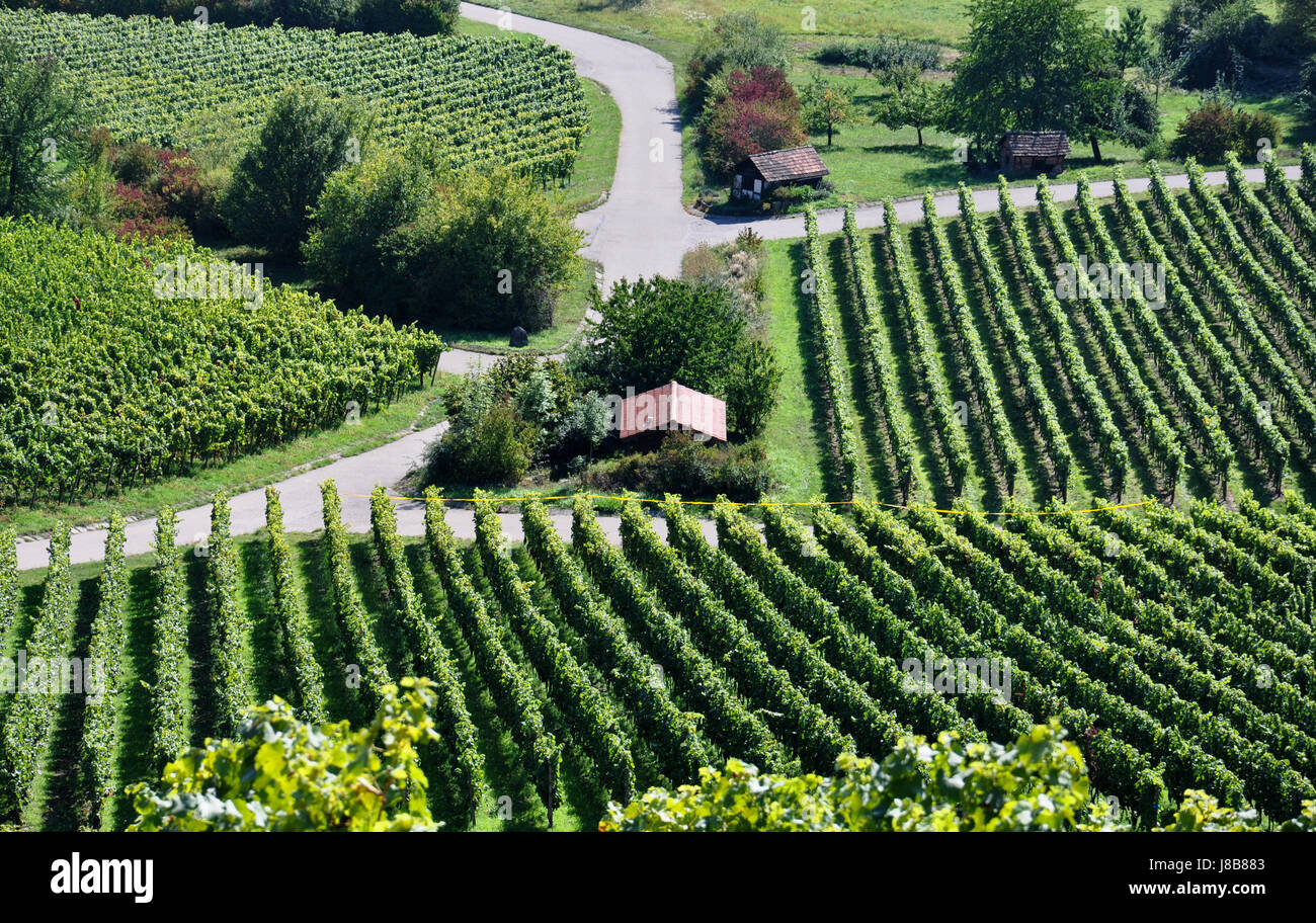 vineyard, cultivation, viticulture, vine, grape vine, grape-vine ...