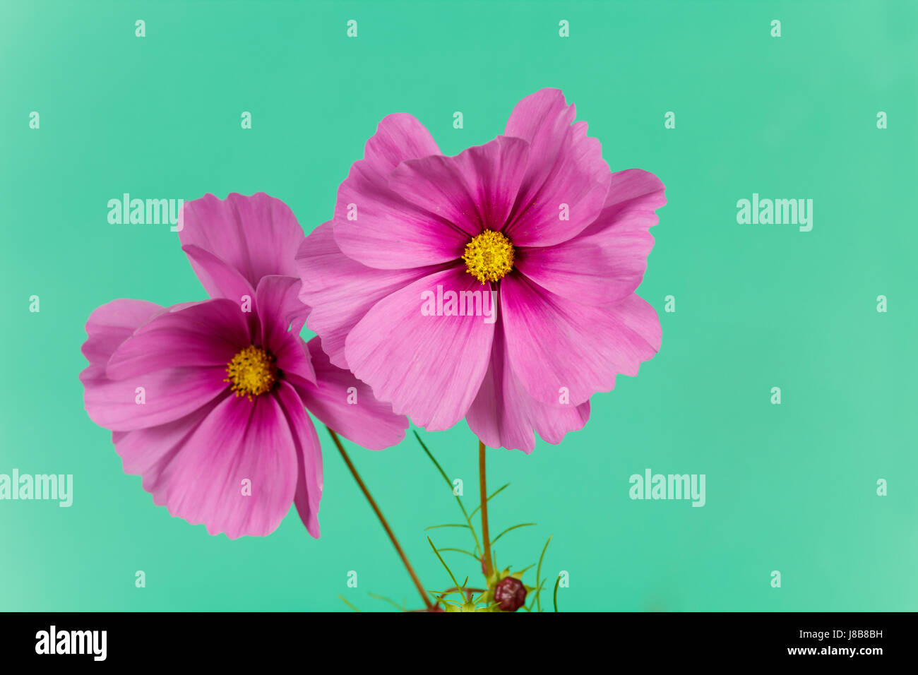 flower, plant, green, bloom, blossom, flourish, flourishing, flowers ...