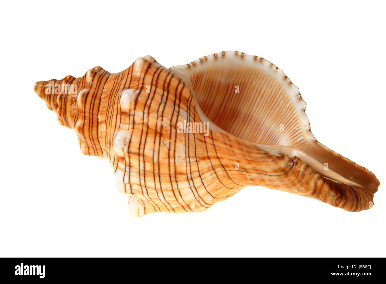 house, building, isolated, shell, spiral, snail, navy, marine, seashell ...
