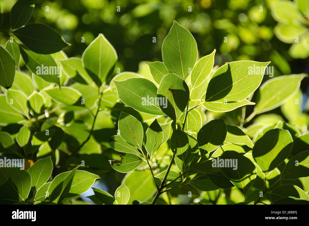 edge, pattern, structure, backdrop, background, white, fresh, texture ...
