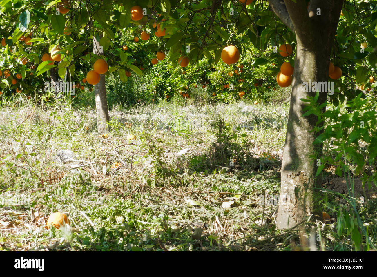 agriculture, farming, greece, greek, location shot, horizontal, spring ...