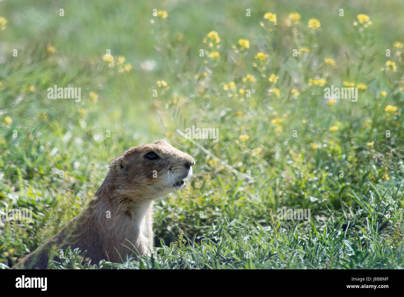 Burrow head hi-res stock photography and images - Alamy