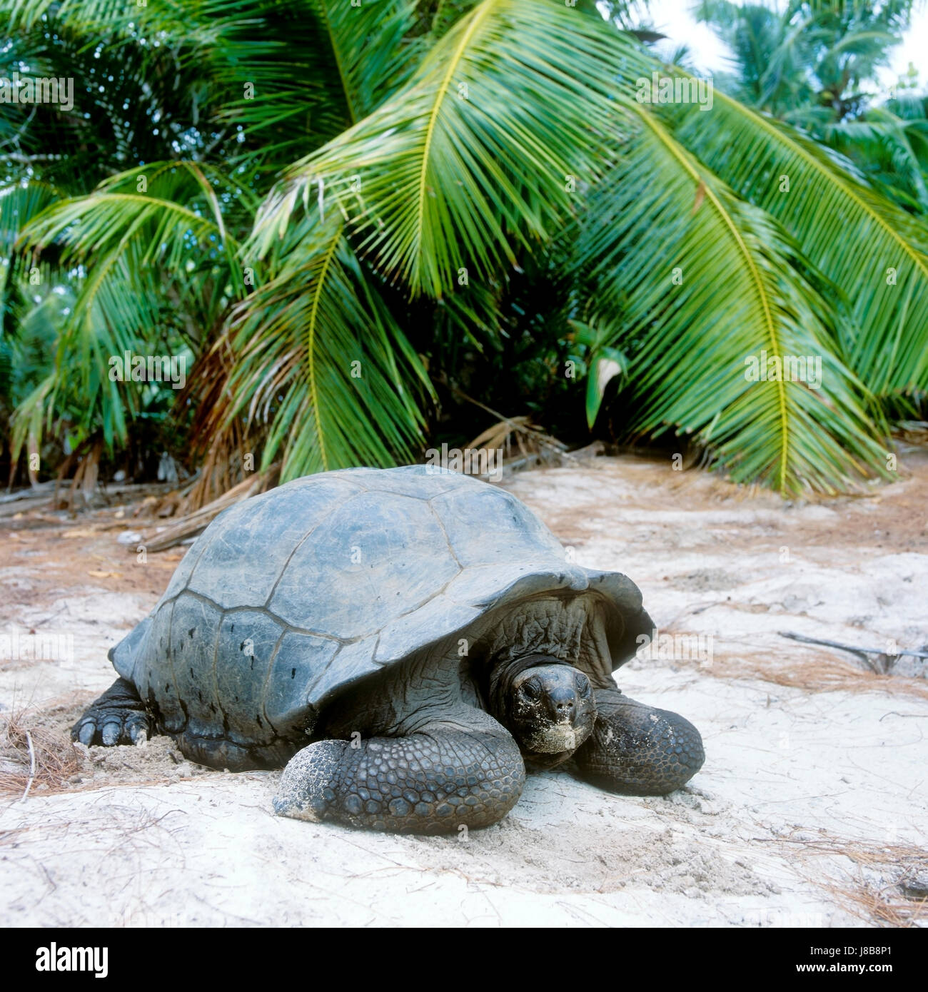 nature, single, animal, fauna, national park, africa, animals, palms ...