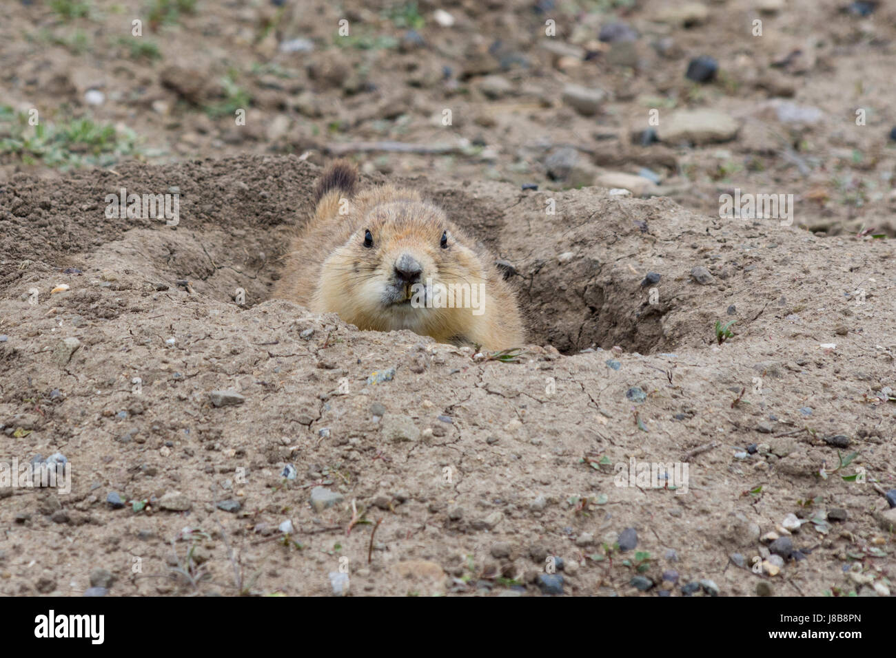 Prairie dog in burrow hi-res stock photography and images - Alamy