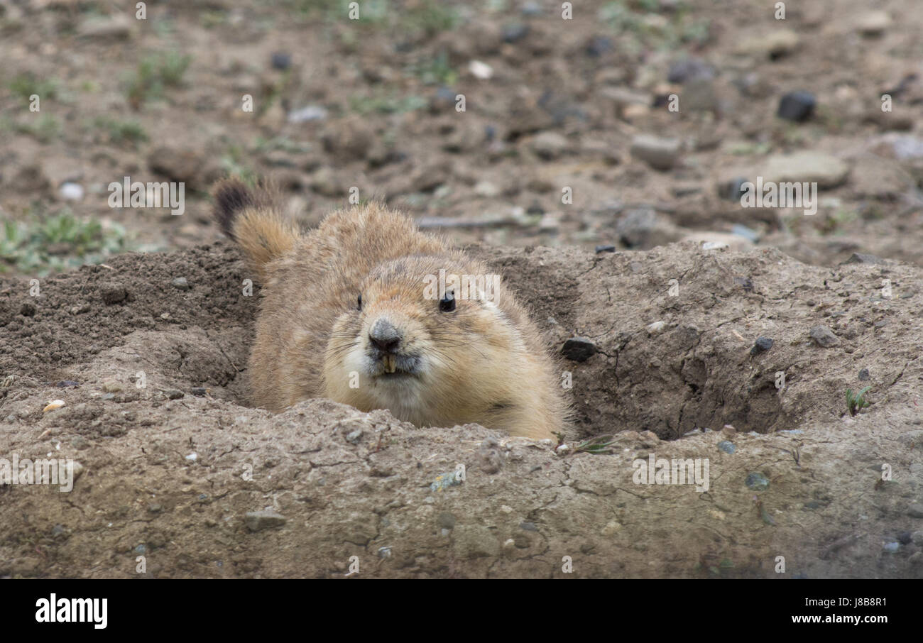 Prairie dog in burrow hi-res stock photography and images - Alamy