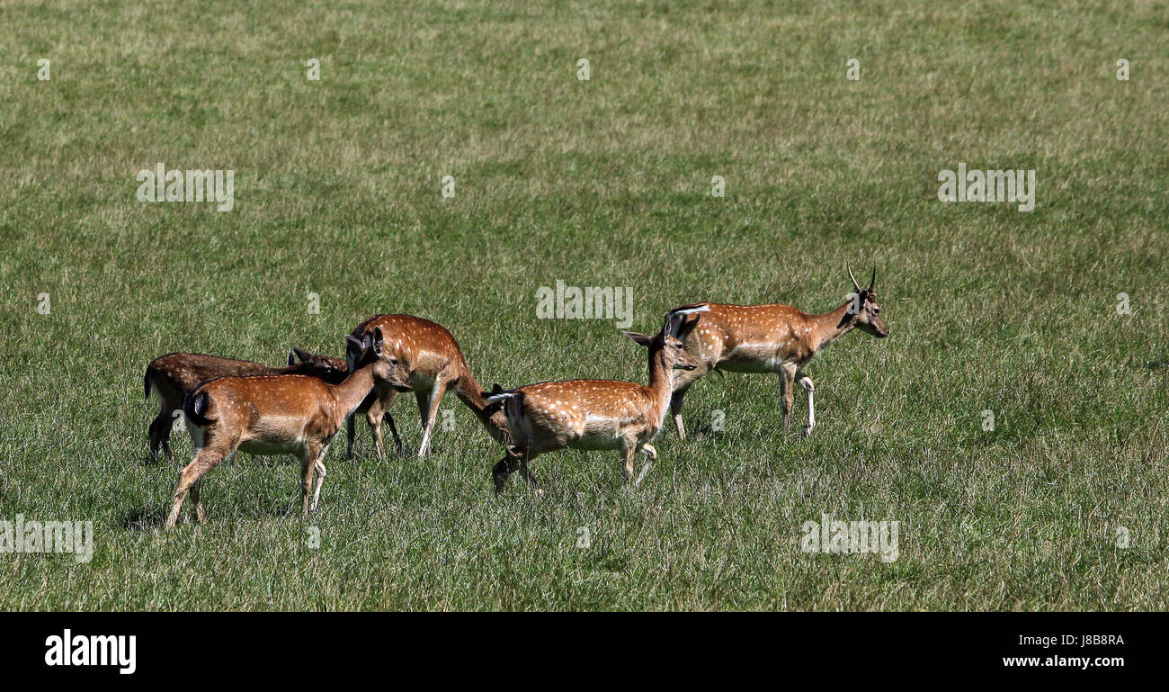 walk, go, going, walking, mammal, wild, animals, eyes, ears, grasses ...