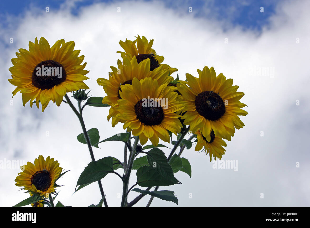 blue, plant, flower, insects, bloom, blossom, flourish, flourishing ...