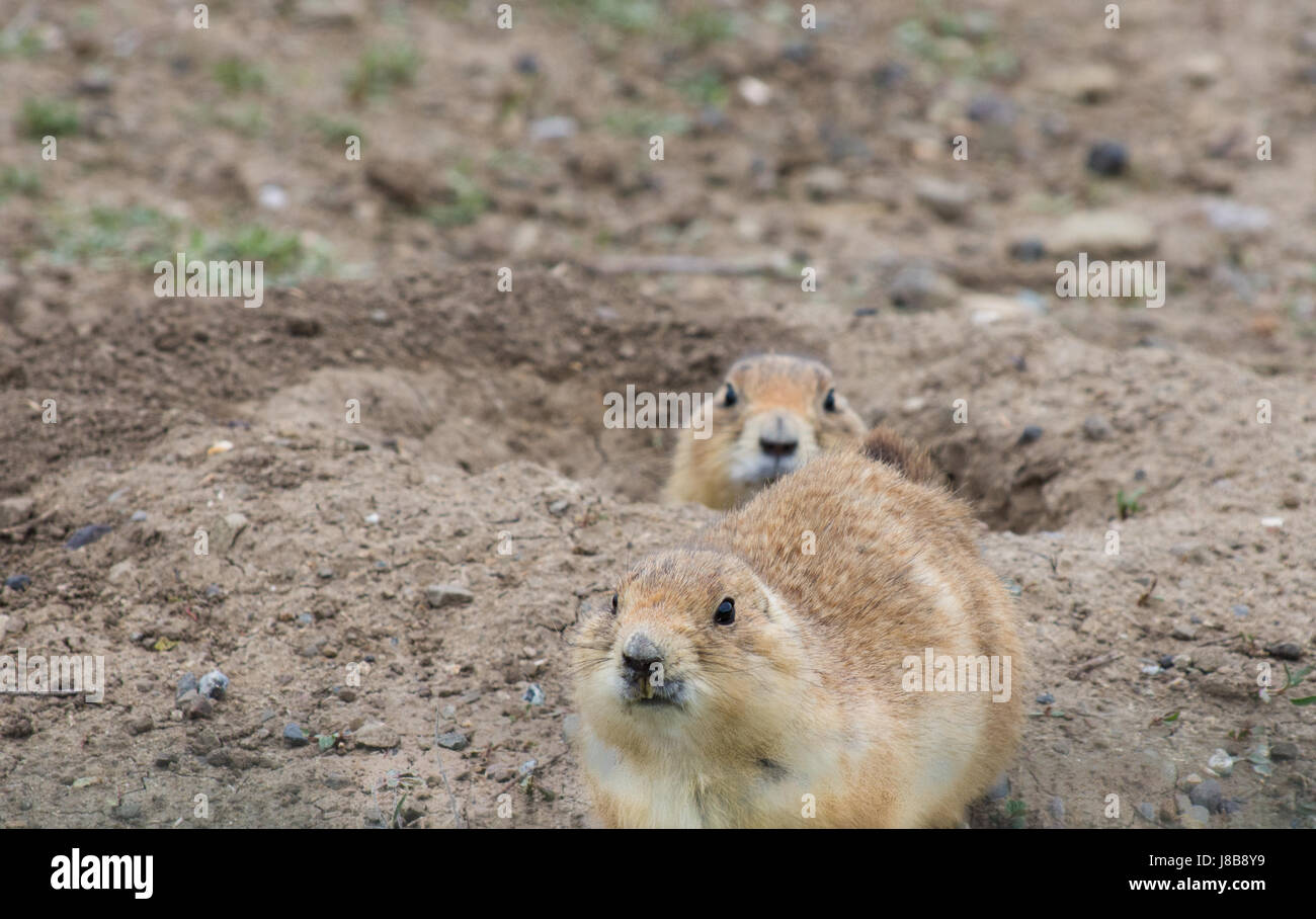 Prairie dog in burrow hi-res stock photography and images - Alamy