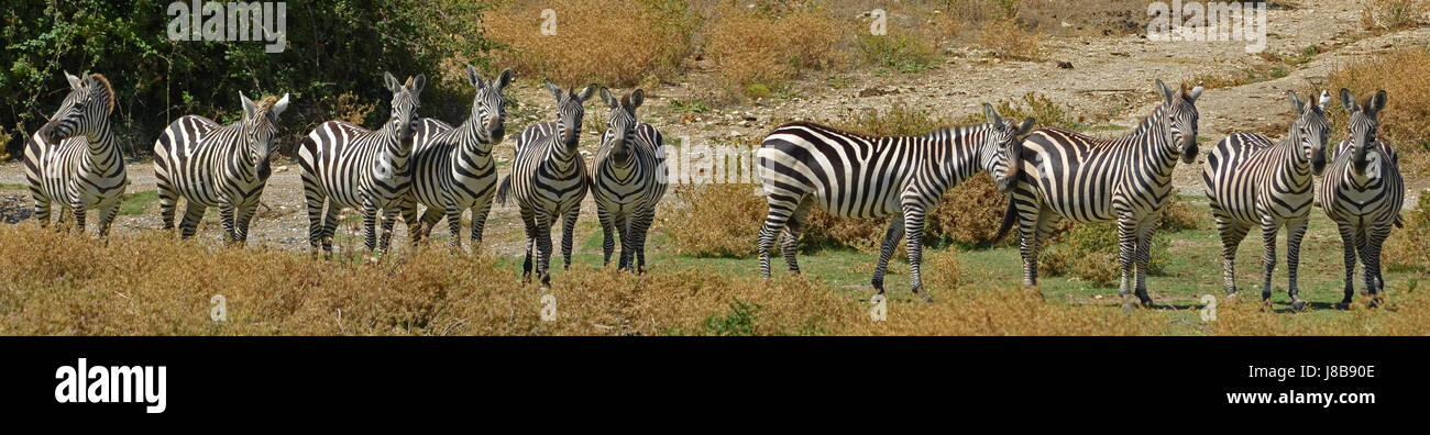 horse, wild, freedom, liberty, steppe, zebra, meadow, animal, mammal ...