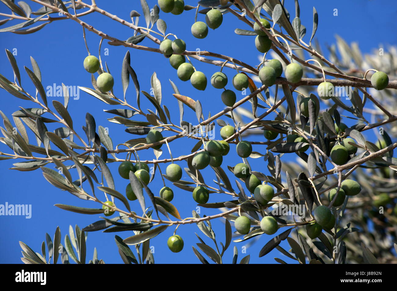 branches, branch, olive, olives, olive-tree, oil, oils, blue, tree ...