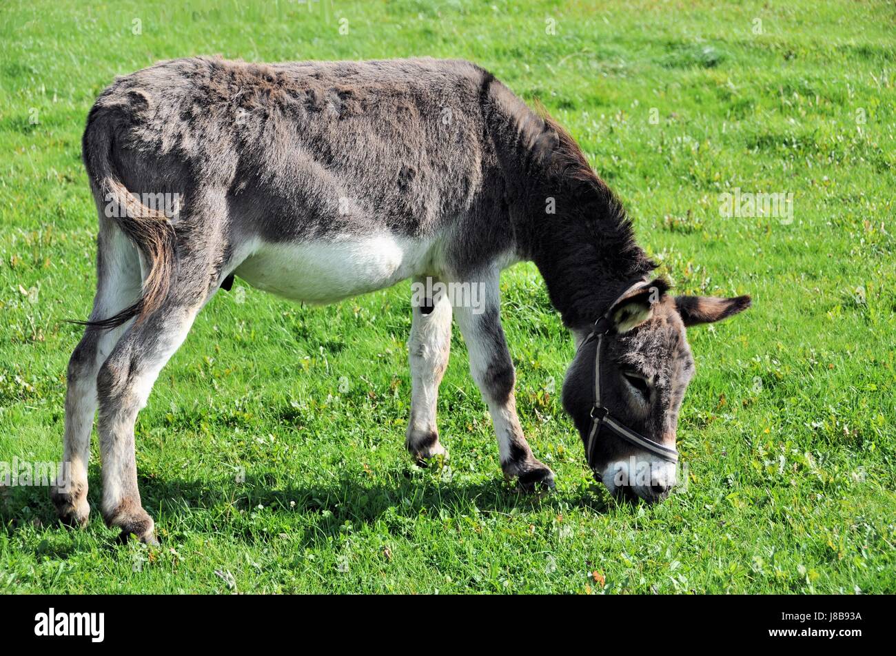 donkey on pasture Stock Photo - Alamy
